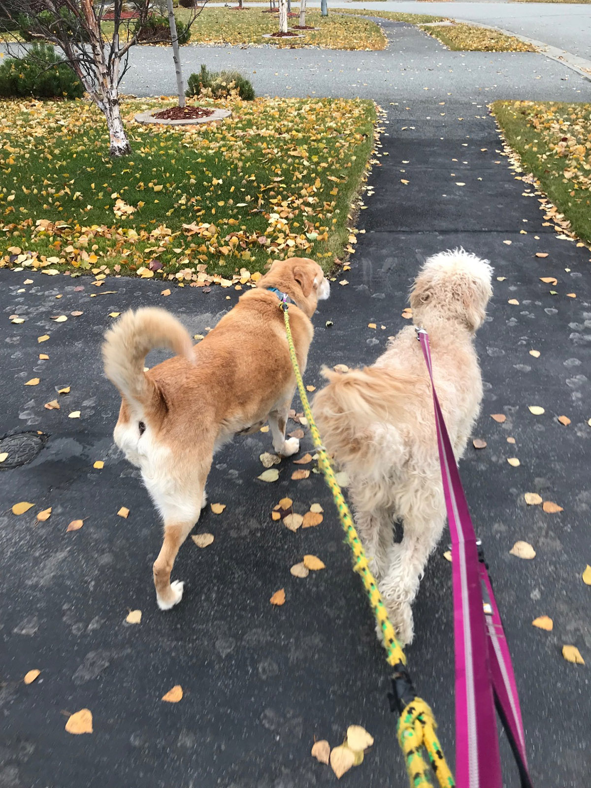 Anchorage Dog Walking Services - Alaska Paws and Paths